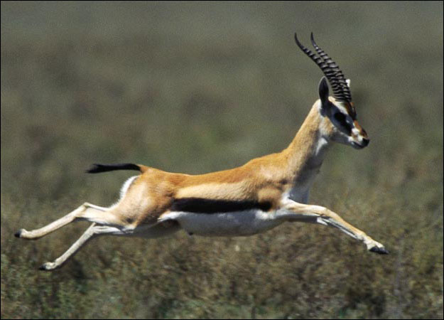 2 Samuel 2--Asahel:Running into Trouble • Bible Study With Randy